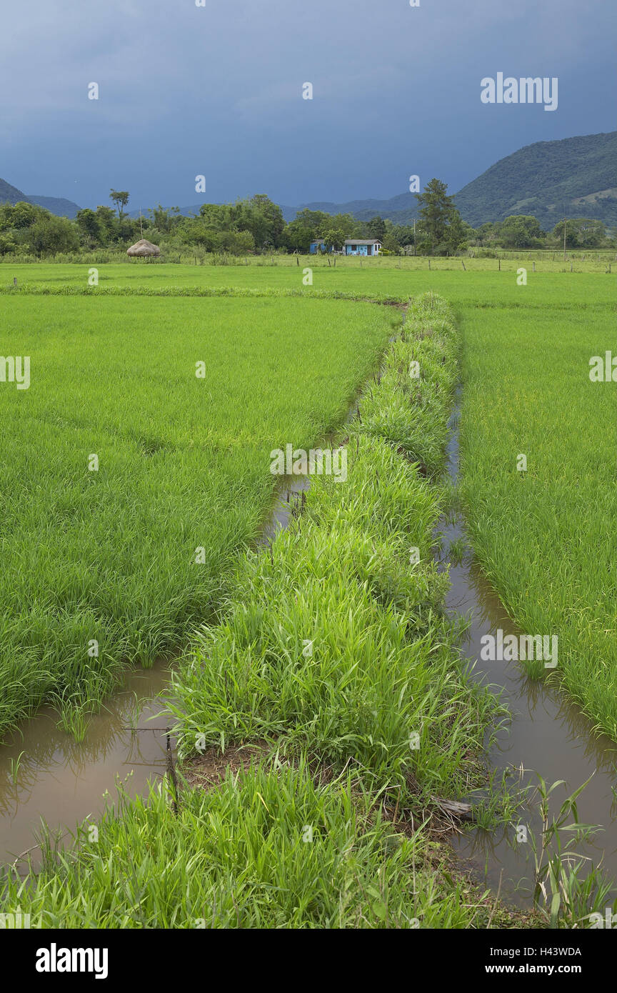 Brazil, Rio grandee Th Sul, Santa Maria, travel field, South America ...