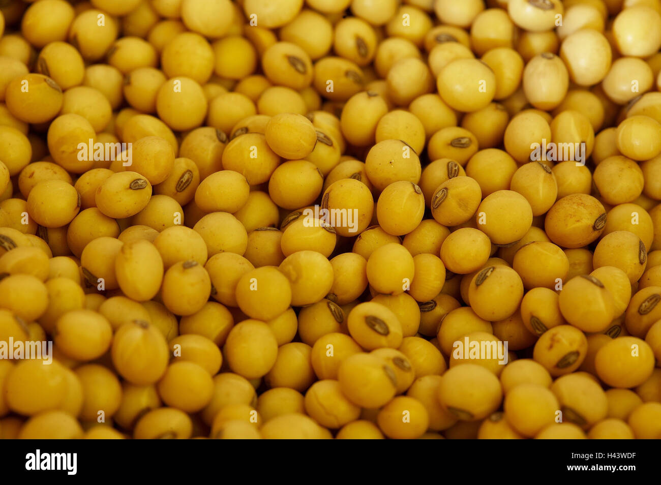Soy sowing, close up, semen, sowing, sowing centre punch, soy centre ...