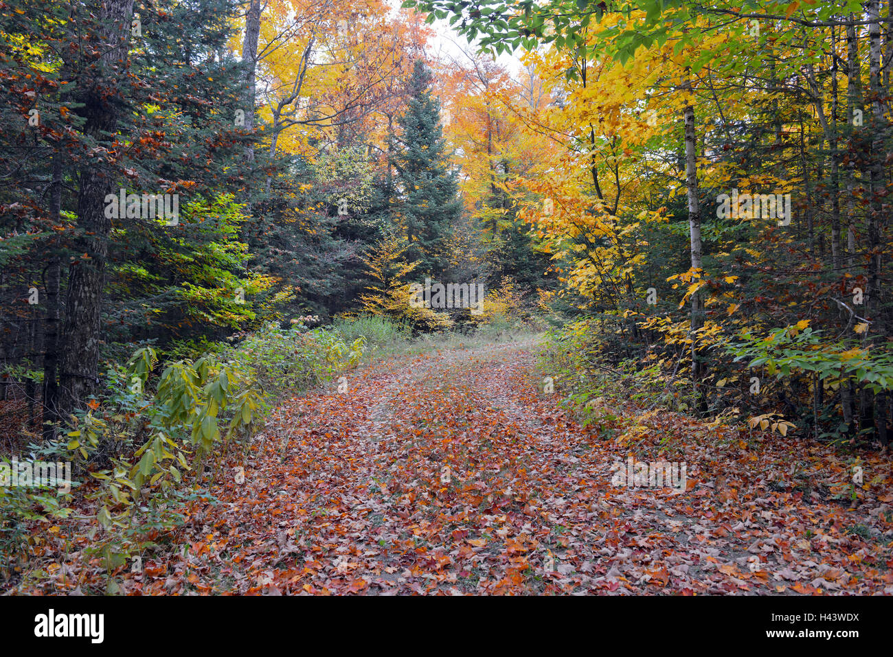 Fall colors, Autumn foliage with red, orange and yellow fall colors in ...