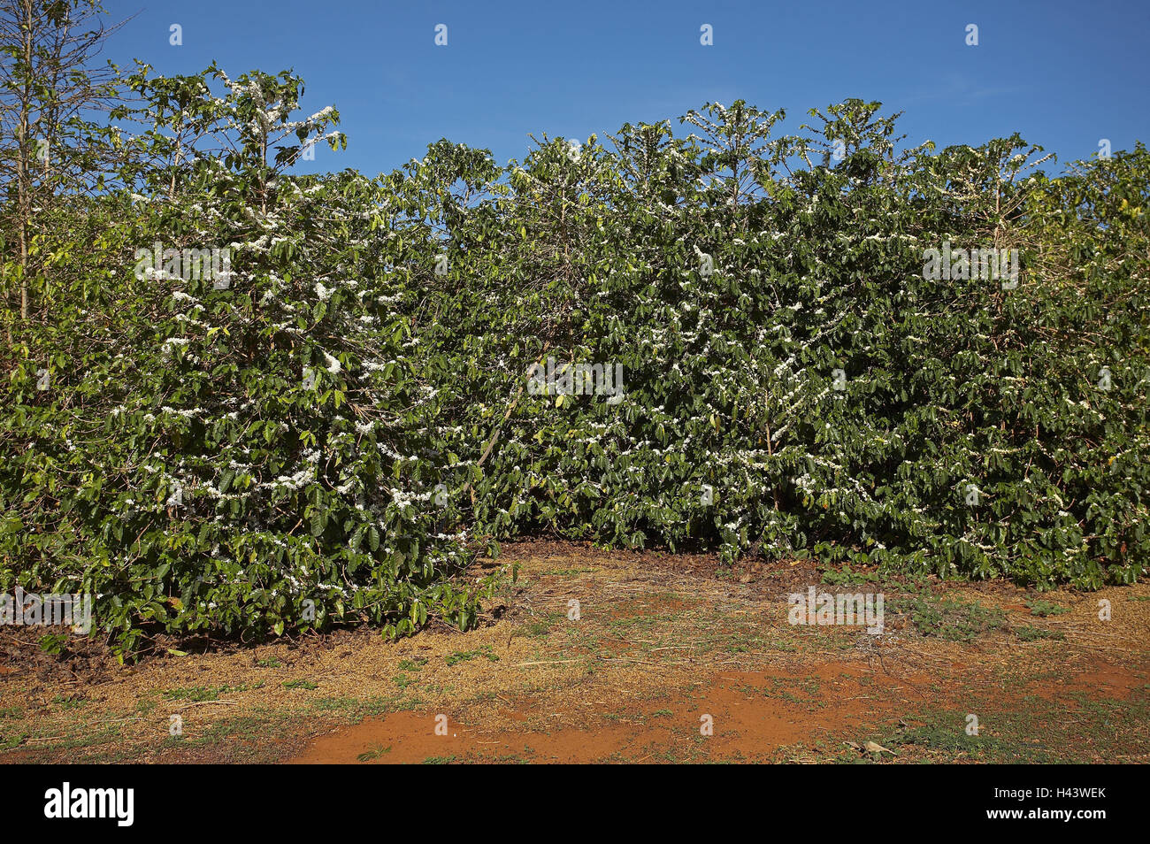 Brazil bahia plantation hi-res stock photography and images - Alamy
