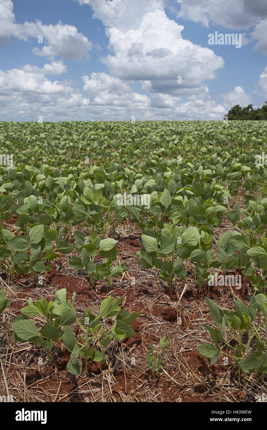 Soy field, field, cultivation, soy plants, width, distance, view ...