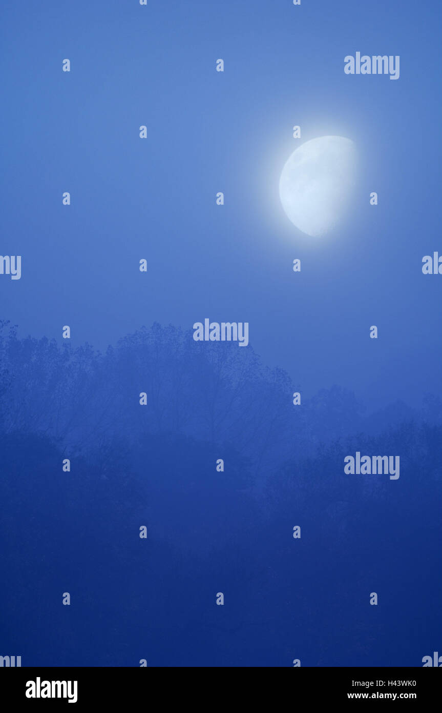 Trees, moon, fog, (M Stock Photo - Alamy