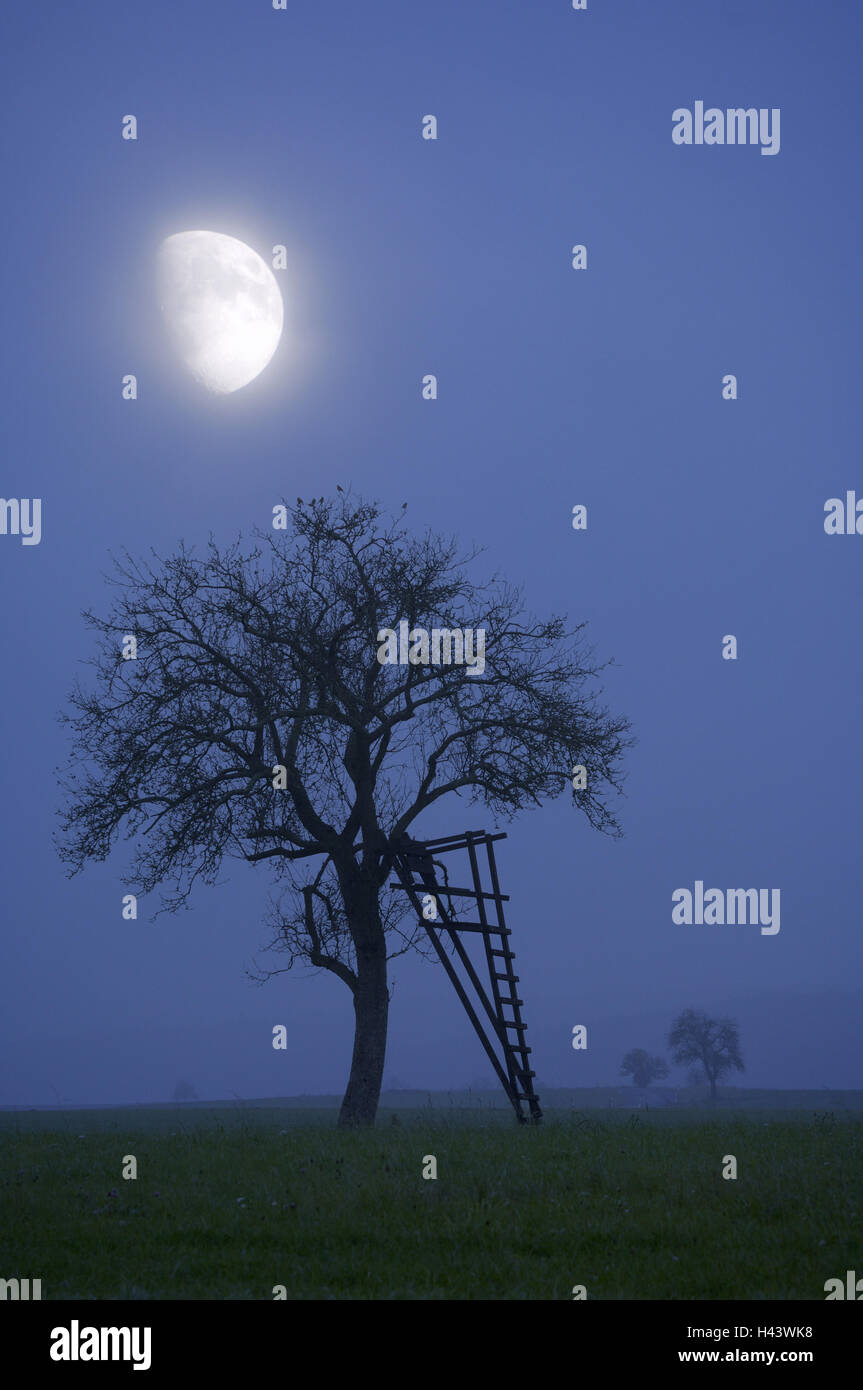Moonlit tree hi-res stock photography and images - Alamy