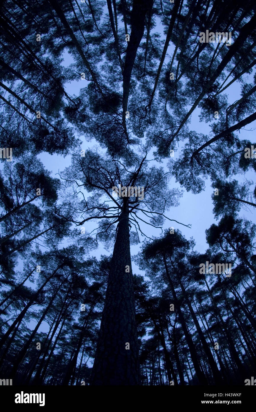 Pinewood hi-res stock photography and images - Alamy