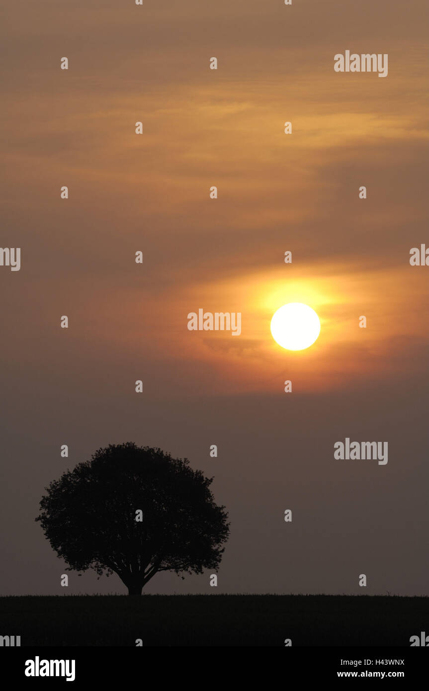 Solitaire tree hi-res stock photography and images - Alamy