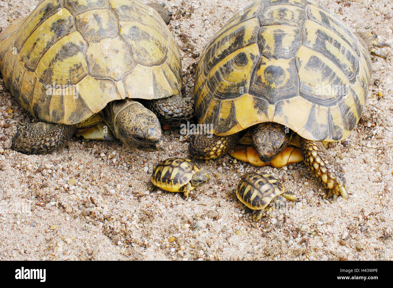 Greek land tortoise, Testudo hermanni Stock Photo - Alamy