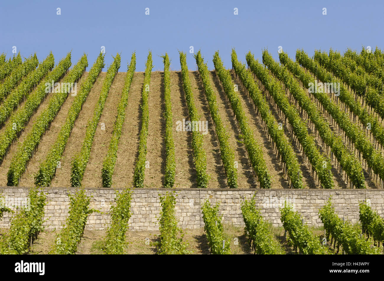 Vineyard cultivation hi-res stock photography and images - Alamy