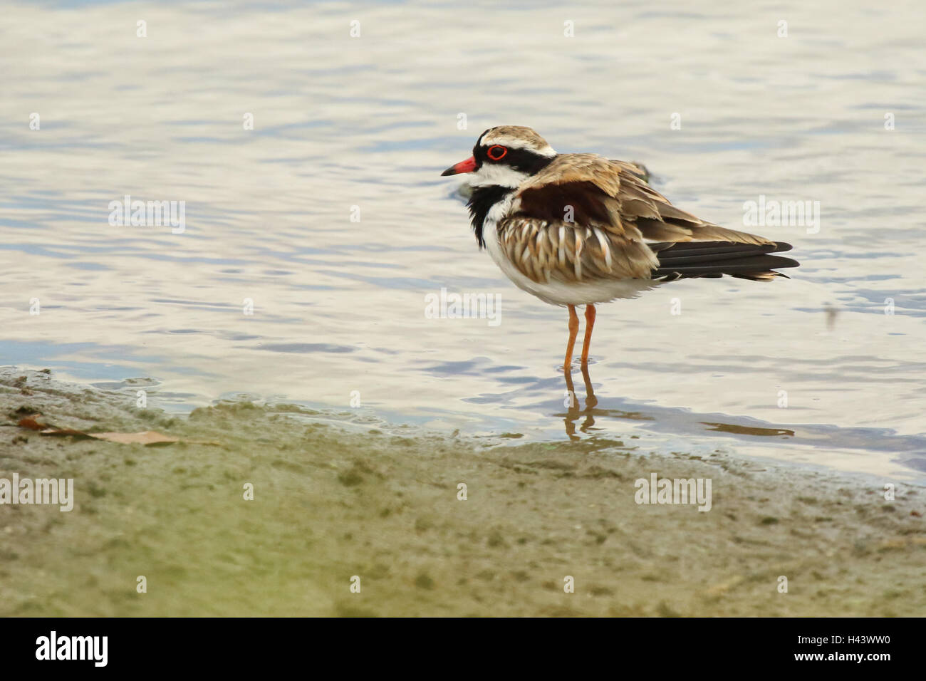 Black footed dotterel hi-res stock photography and images - Alamy