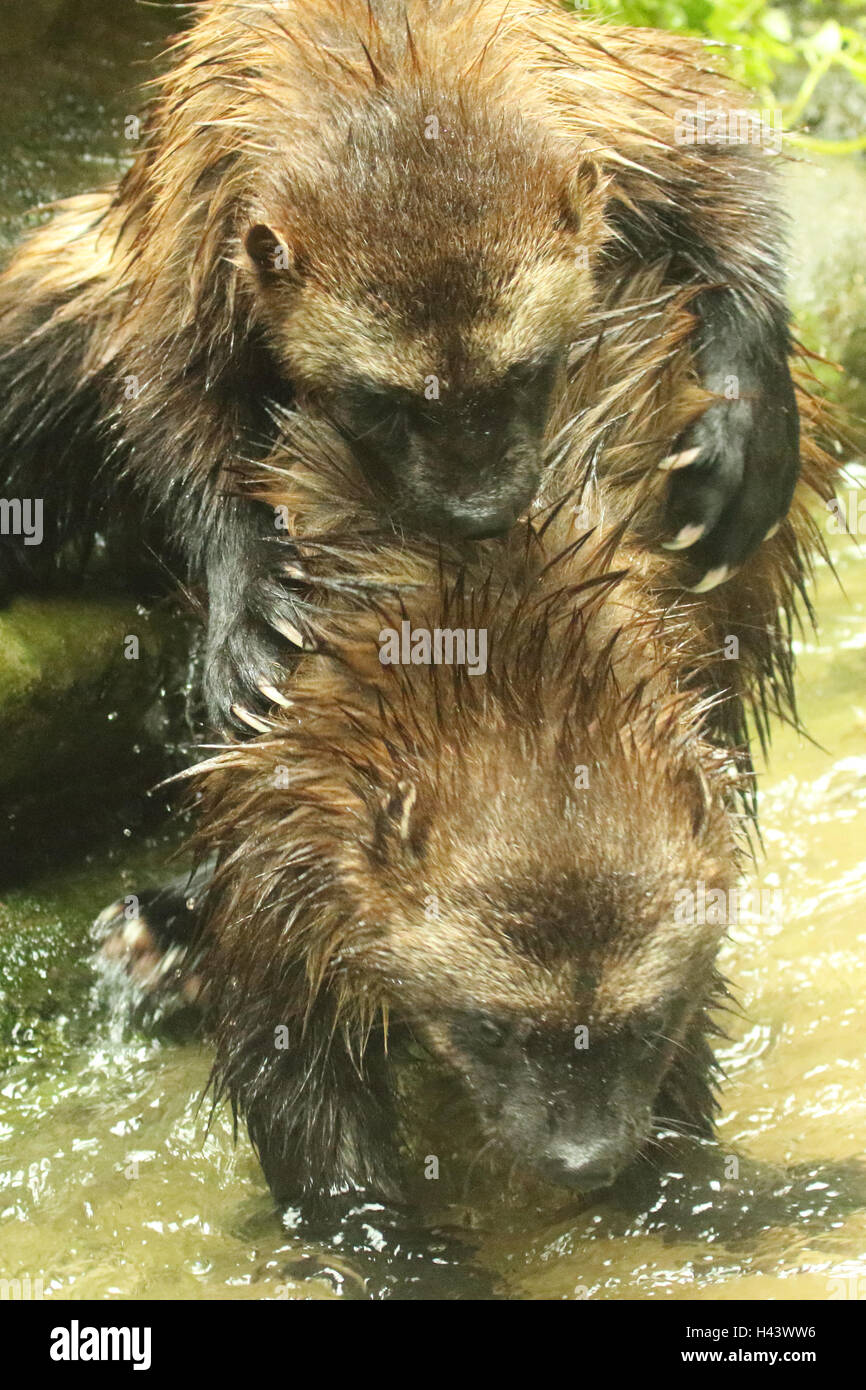 Wolverines grappling and mating in a river Stock Photo - Alamy