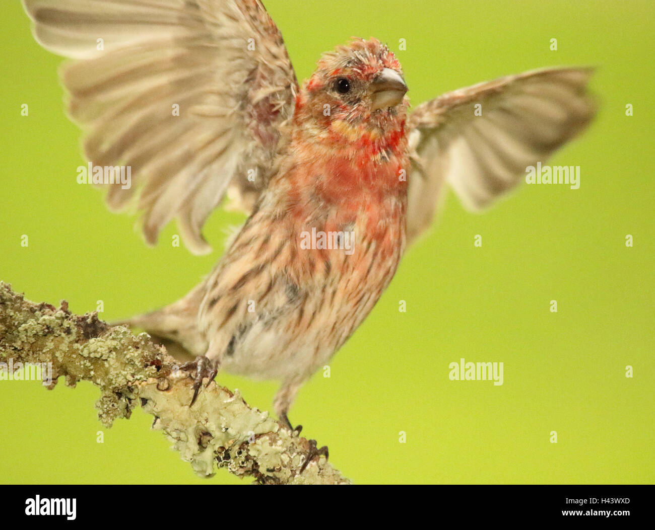 Male House Finch High Resolution Stock Photography and Images - Alamy
