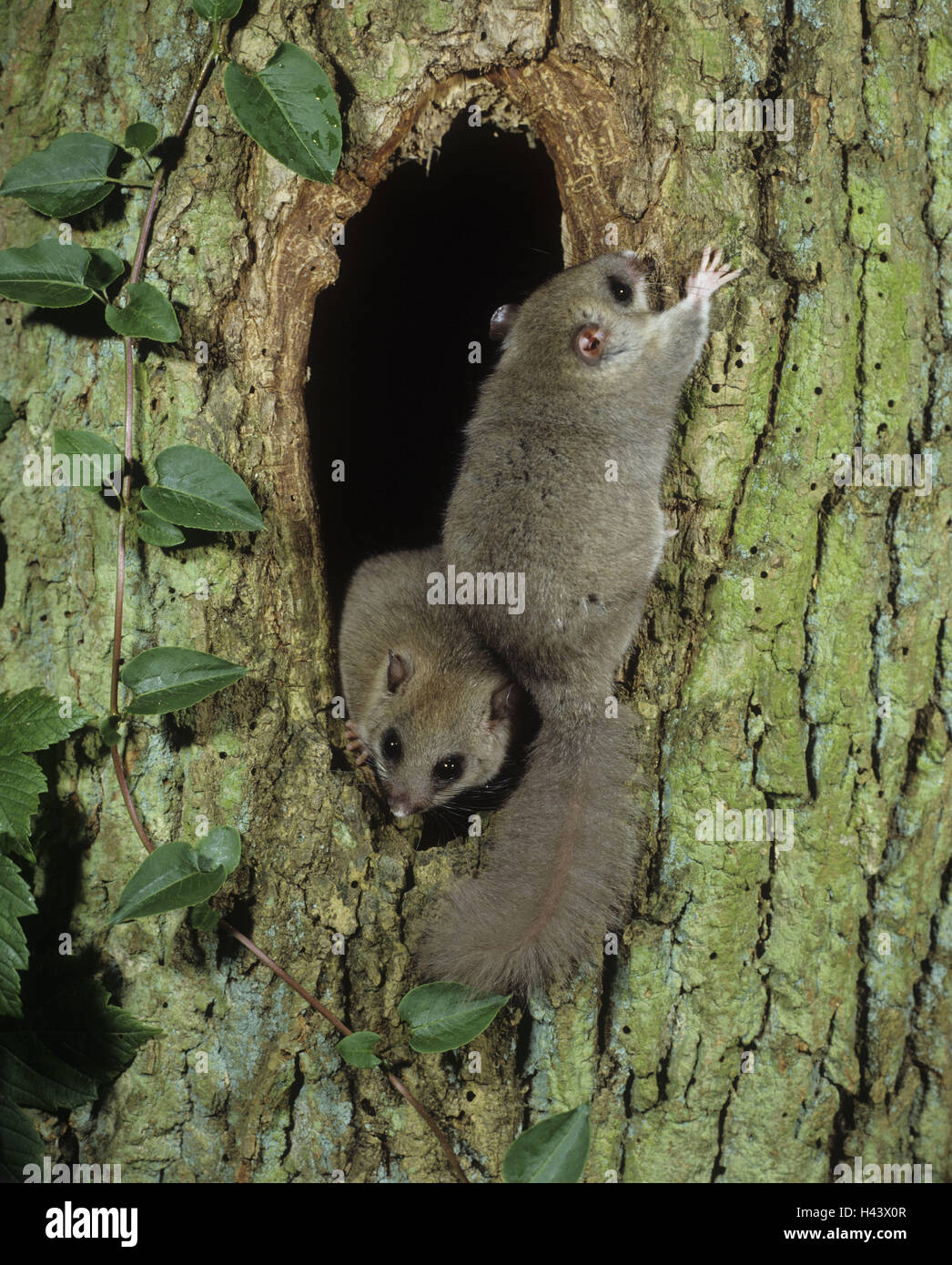 Trunk, knothole, dormouse, Glis glis, animal world, Wildlife, animals ...