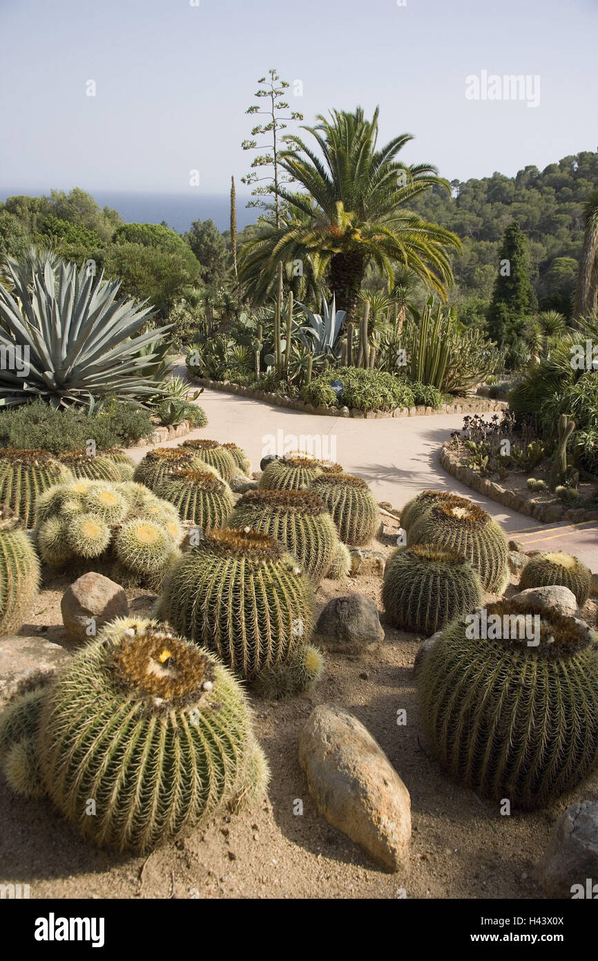 Pinya de rose hi-res stock photography and images - Alamy