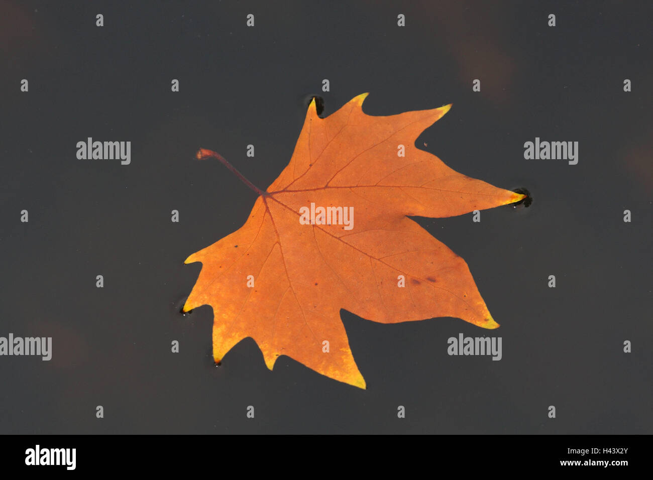 Water surface, maple leaf, autumn staining, pond, waters, plane tree leaves, autumn leaves ...