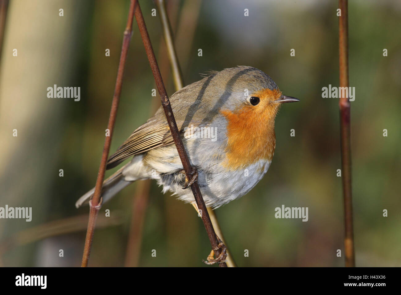 Redbreasts, branch, sit, side view, bird, songbird, Sperlingsvogel ...