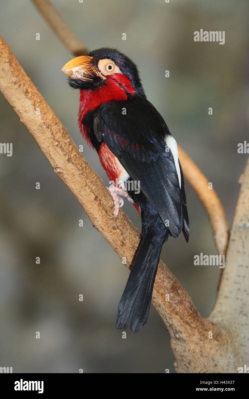 Senegal-groove beak, branch, sit, side view, medium close-up, groove ...