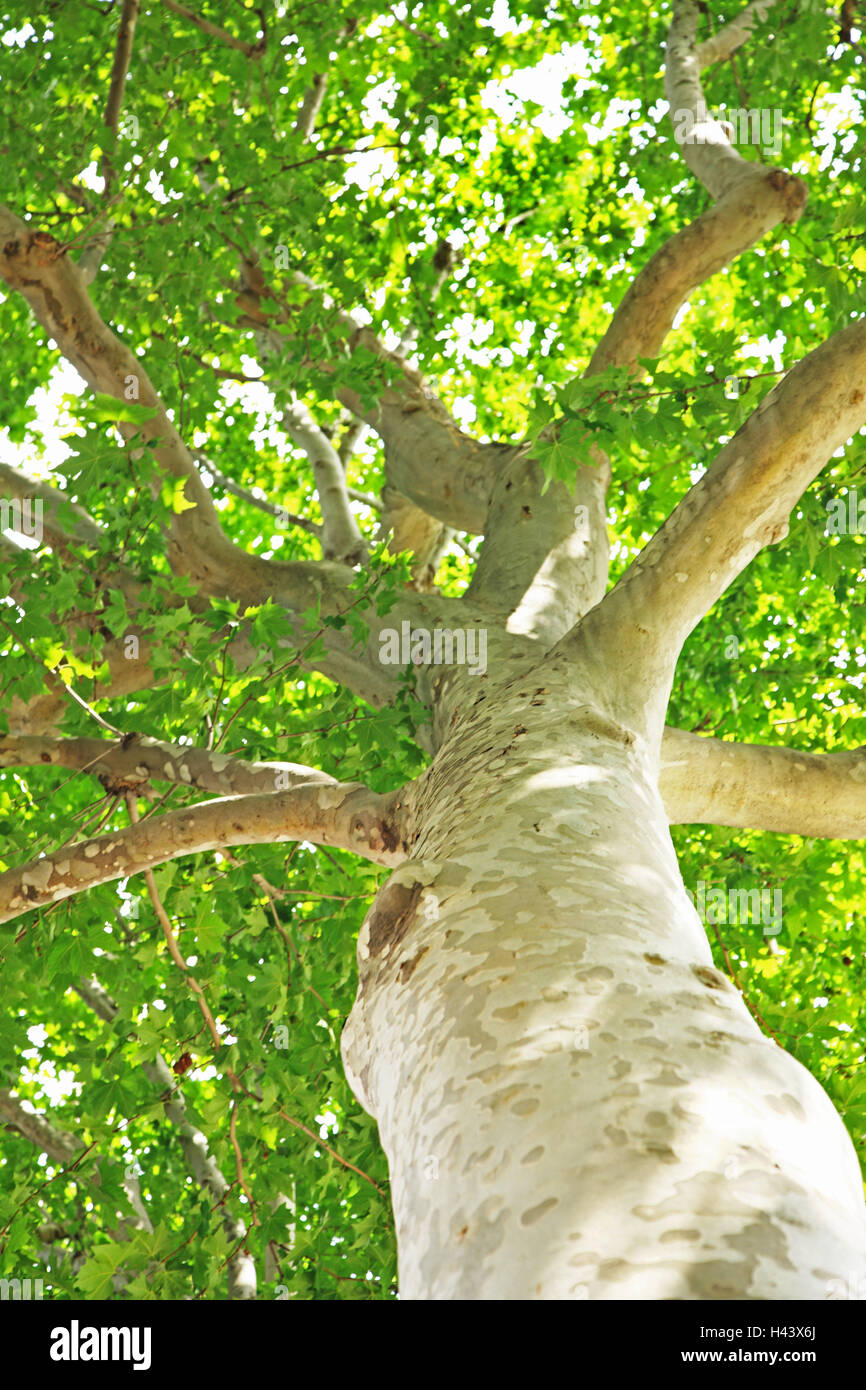 Plane tree, Platanus spec., summer, from below, plant, tree, broad ...