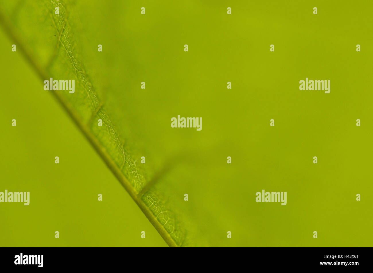 Plant leaves, close up, arum plant, Araceae, plant, leaves, vein, leaf ...