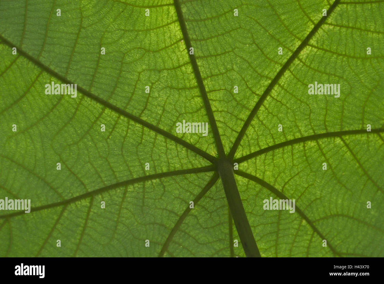 Plant leaves, bottom side, close up, plant, leaves, veins, samples ...