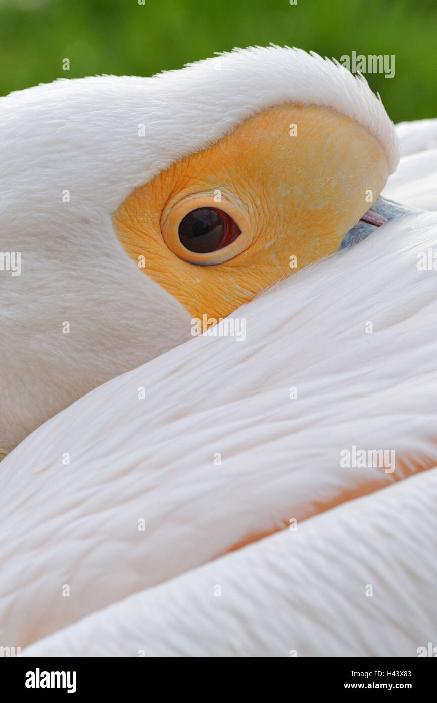 Rose's pelican, Pelecanus onocrotalus, close up Stock Photo - Alamy