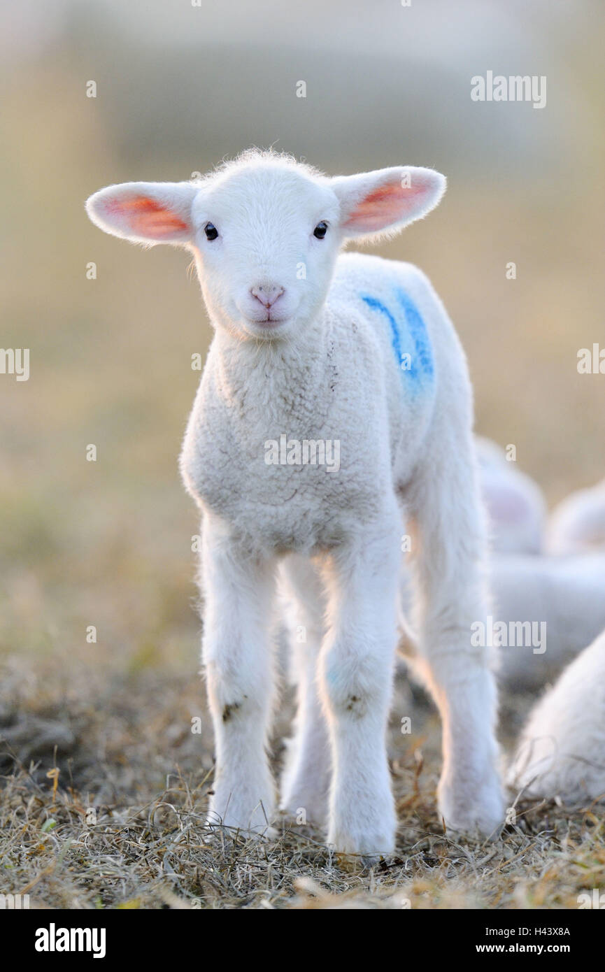 Baby Sheep