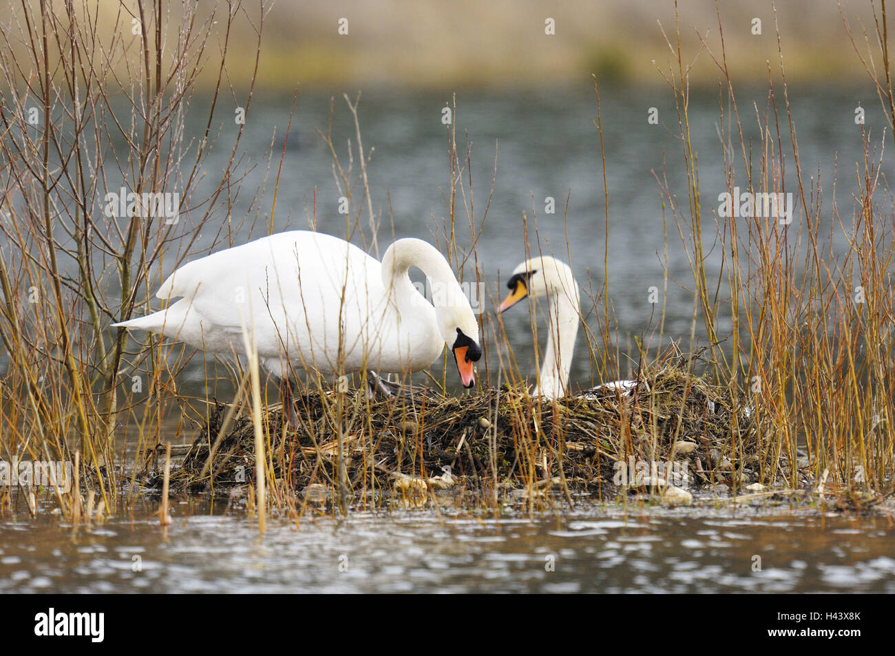 Hump swans, Cygnus olor, two, nest, hatch Stock Photo - Alamy
