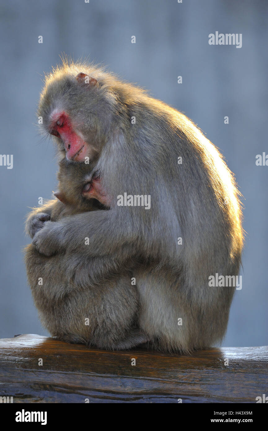 Rotgesichtsmakaken, Makaka fuscata, embrace, sleep Stock Photo - Alamy