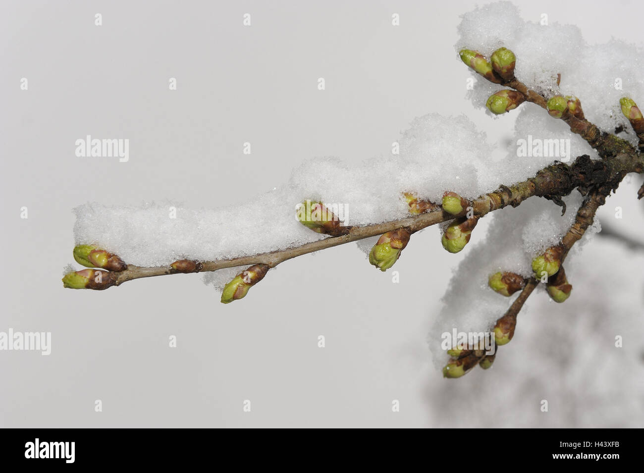 Tree, detail, branch, buds, snow, spring, plants, foliage woods, broad ...