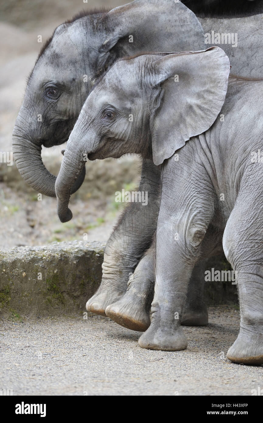 African elephants, Loxodonta africana, young animals, play, preview ...