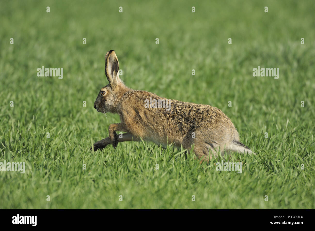 Run did ears hi-res stock photography and images - Alamy