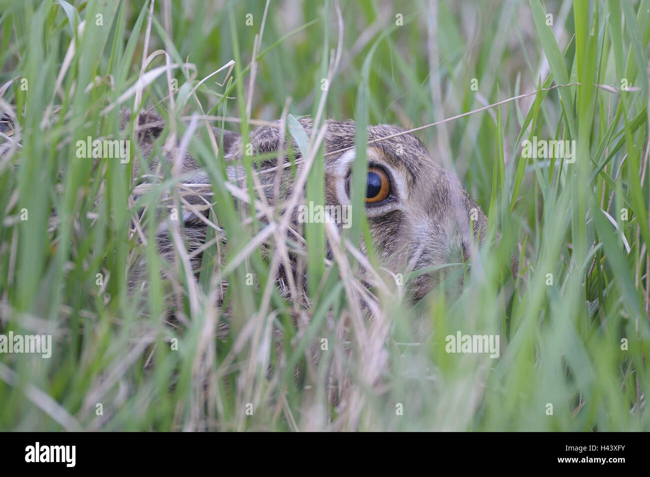 Meadow, field hare, Lepus europaeus, duck, hide, grass, detail, preview ...