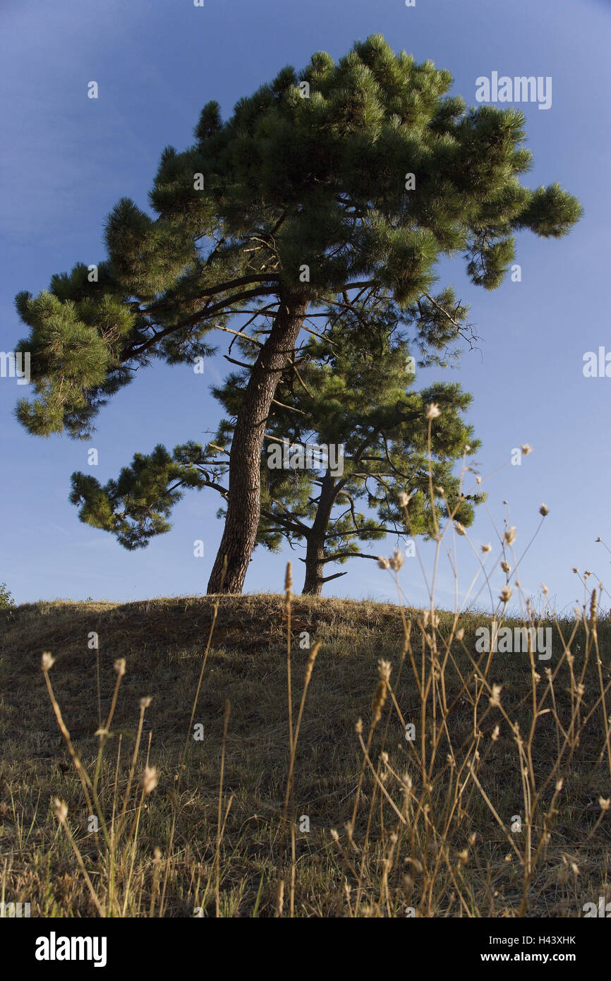 France, Provence, Vaucluse, trees, nature, scenery, vegetation, plants ...