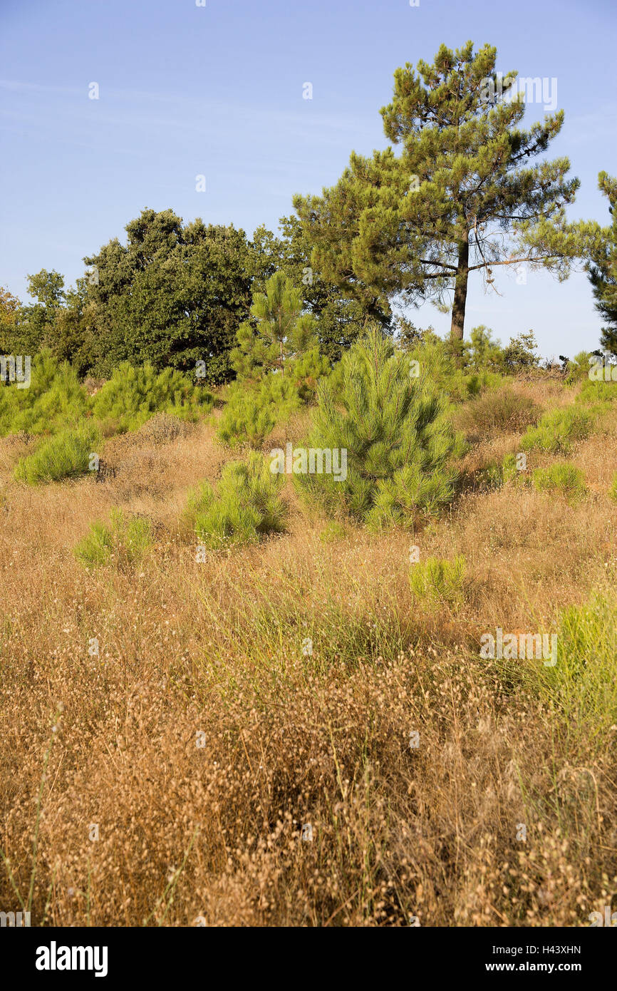 France, Provence, Vaucluse, shrubs, trees, nature, scenery, vegetation ...