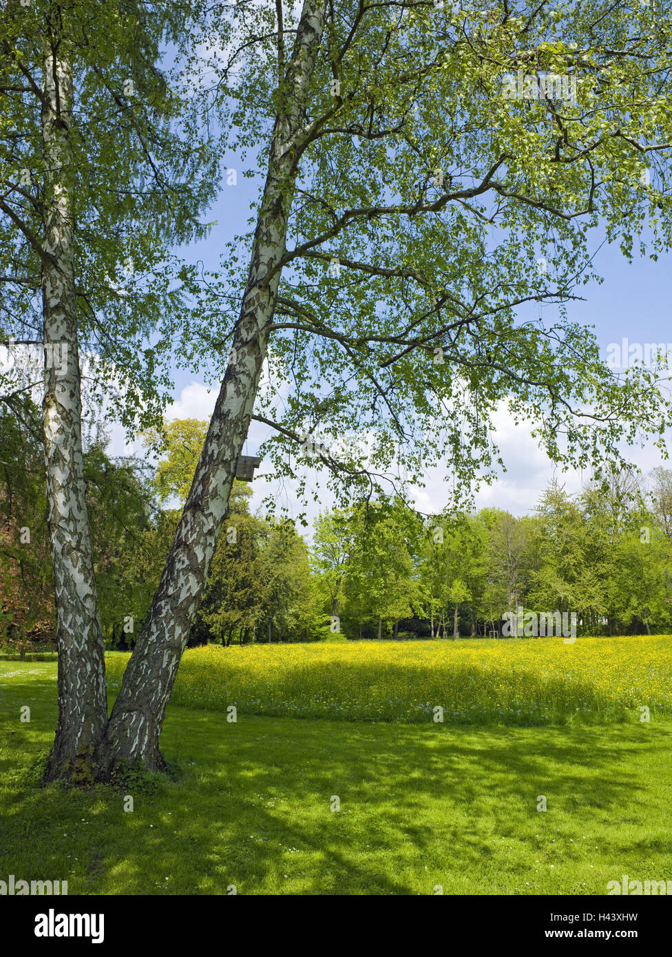 Garden Under Birch Tree at Christopher Larochelle blog