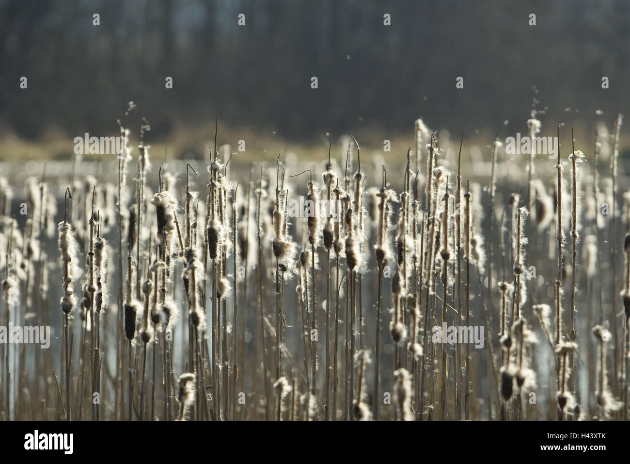 Wetland, reed, cat's tail, Typha spec., back light, lakeside, Moore ...
