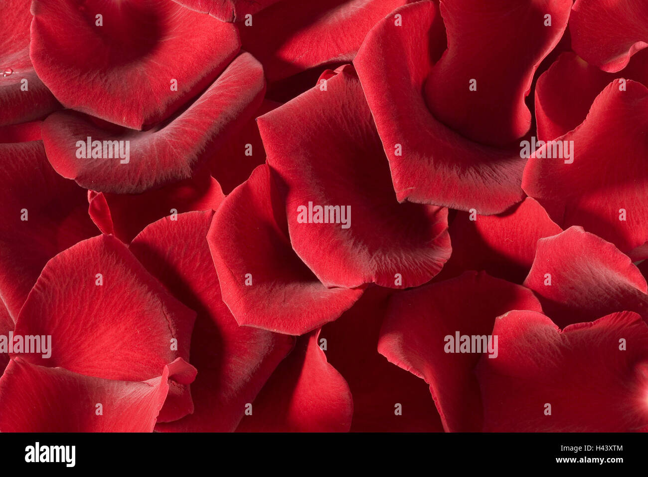 Rose blossoms, red, close up, roses, petals, rose petals, rose leaves ...