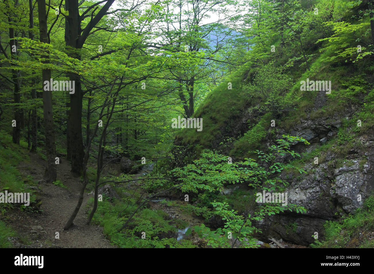 Wood, way, Horné diery, Stefanova, national park 'Mala Fatra', province ...