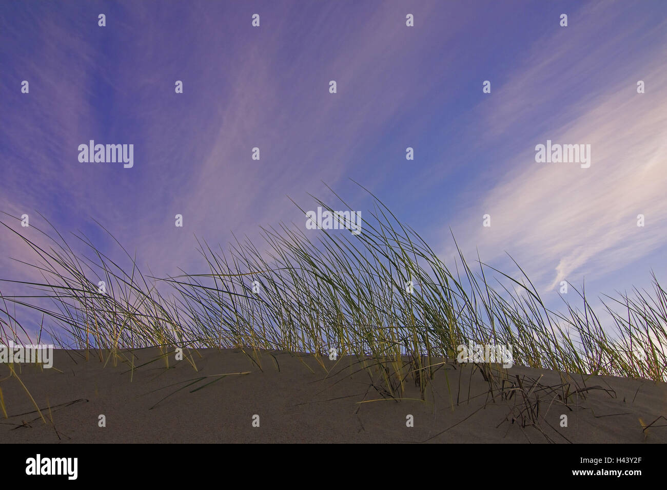 Sand dune, dune grass, Lithuania, Nida, 'Great Dune', Curonian Spit ...