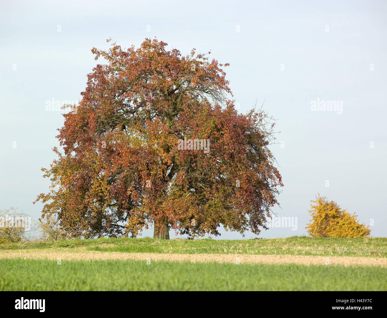 Pear tree, autumn, meadow, tree, broad-leaved tree, fruit-tree ...