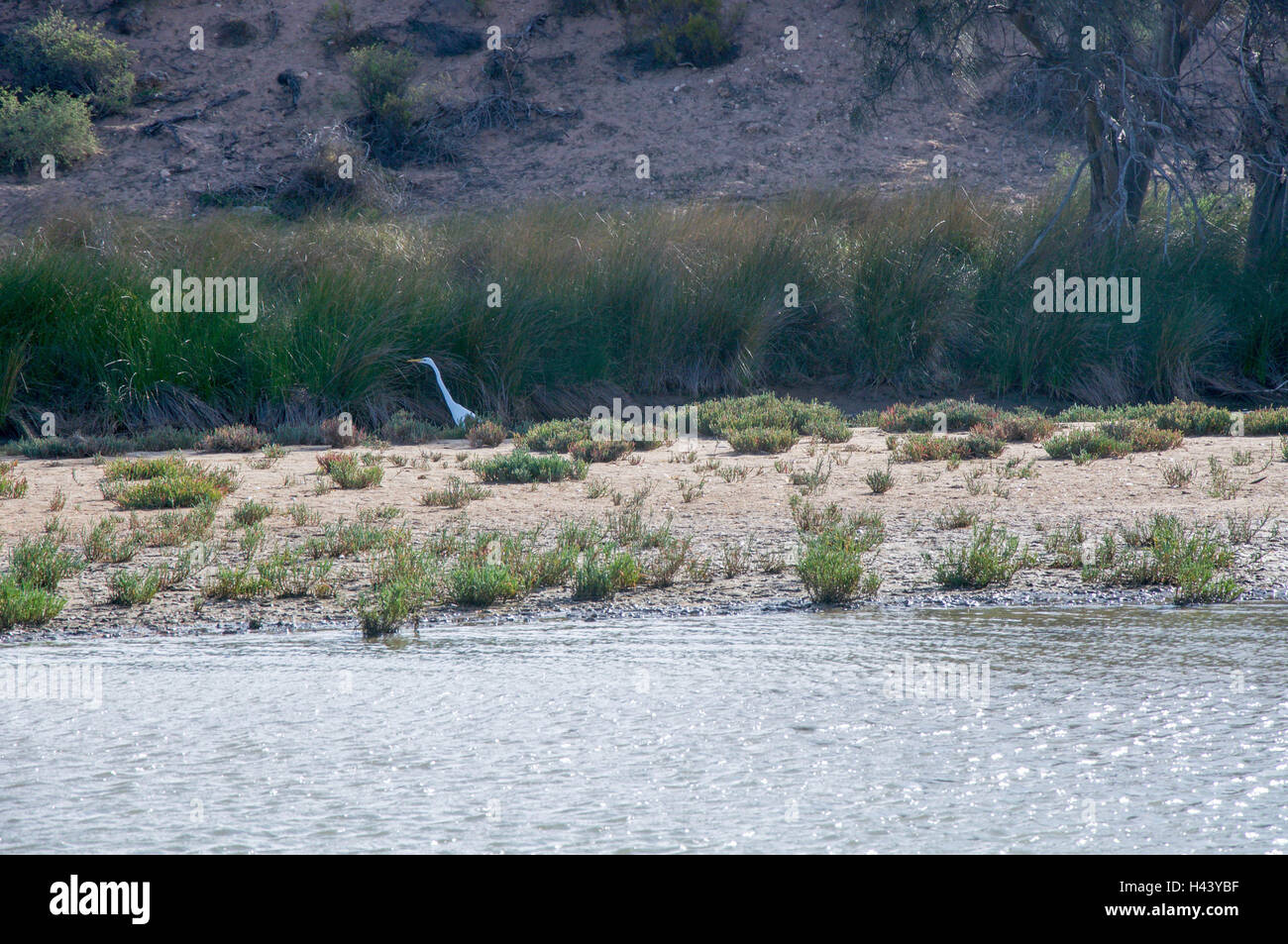 Native riverbank nature flora hi-res stock photography and images - Alamy
