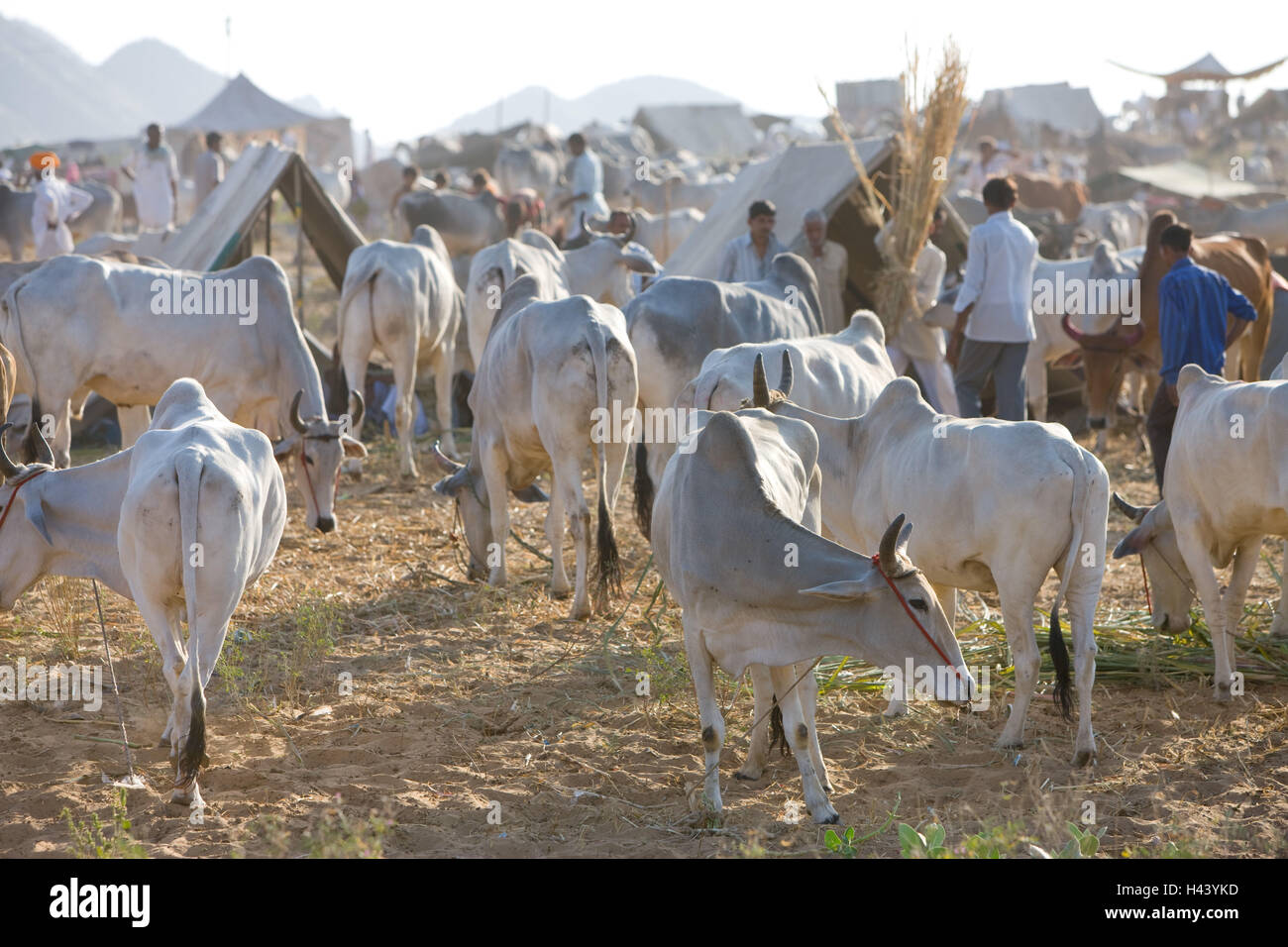 Festival of cows hi-res stock photography and images - Alamy