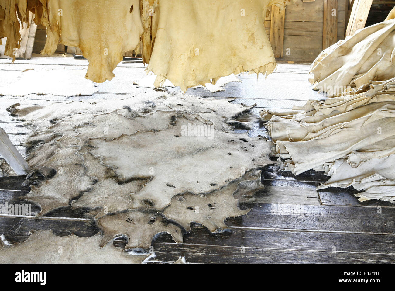 Samisch tanning hi-res stock photography and images - Alamy