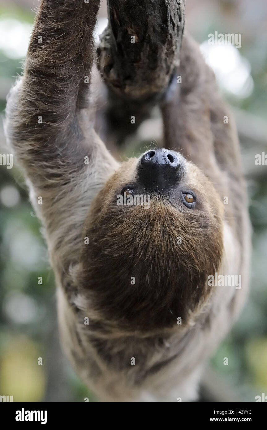 2 finger sloth, Choloepus didactylus, branch, hang, climb headlong ...