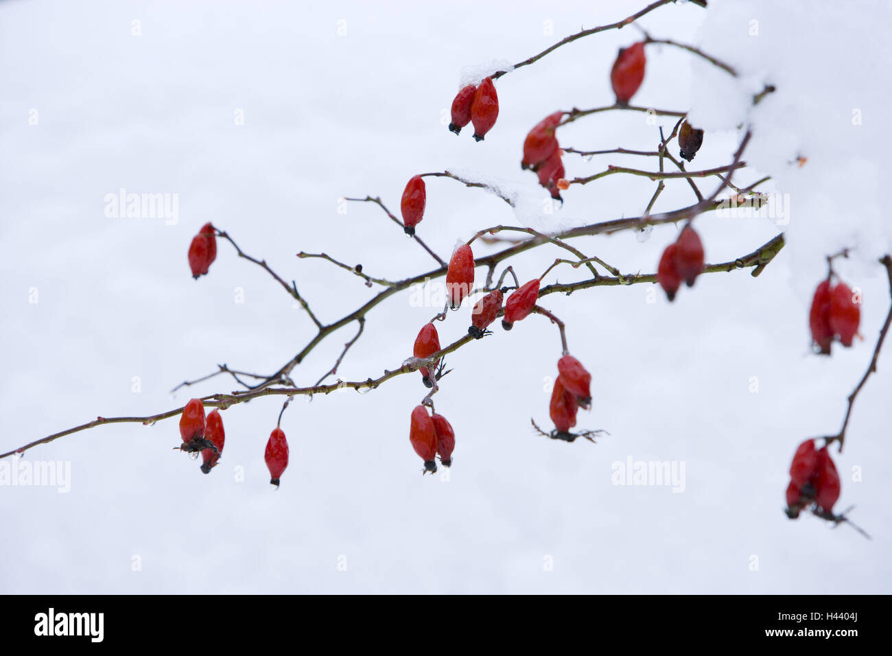 Snowy rose hi-res stock photography and images - Alamy