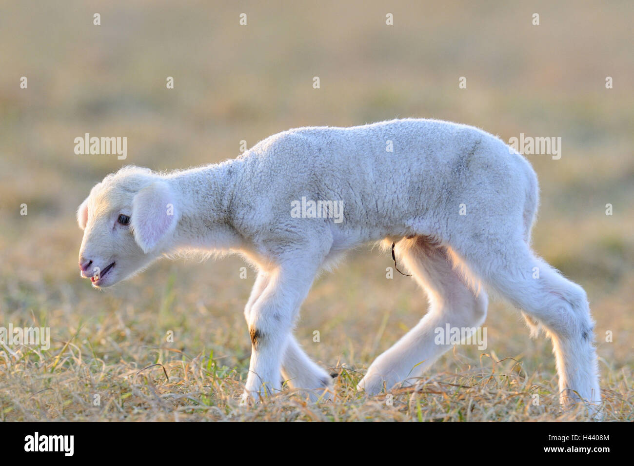 merino sheep, young animal, at the side Stock Photo - Alamy
