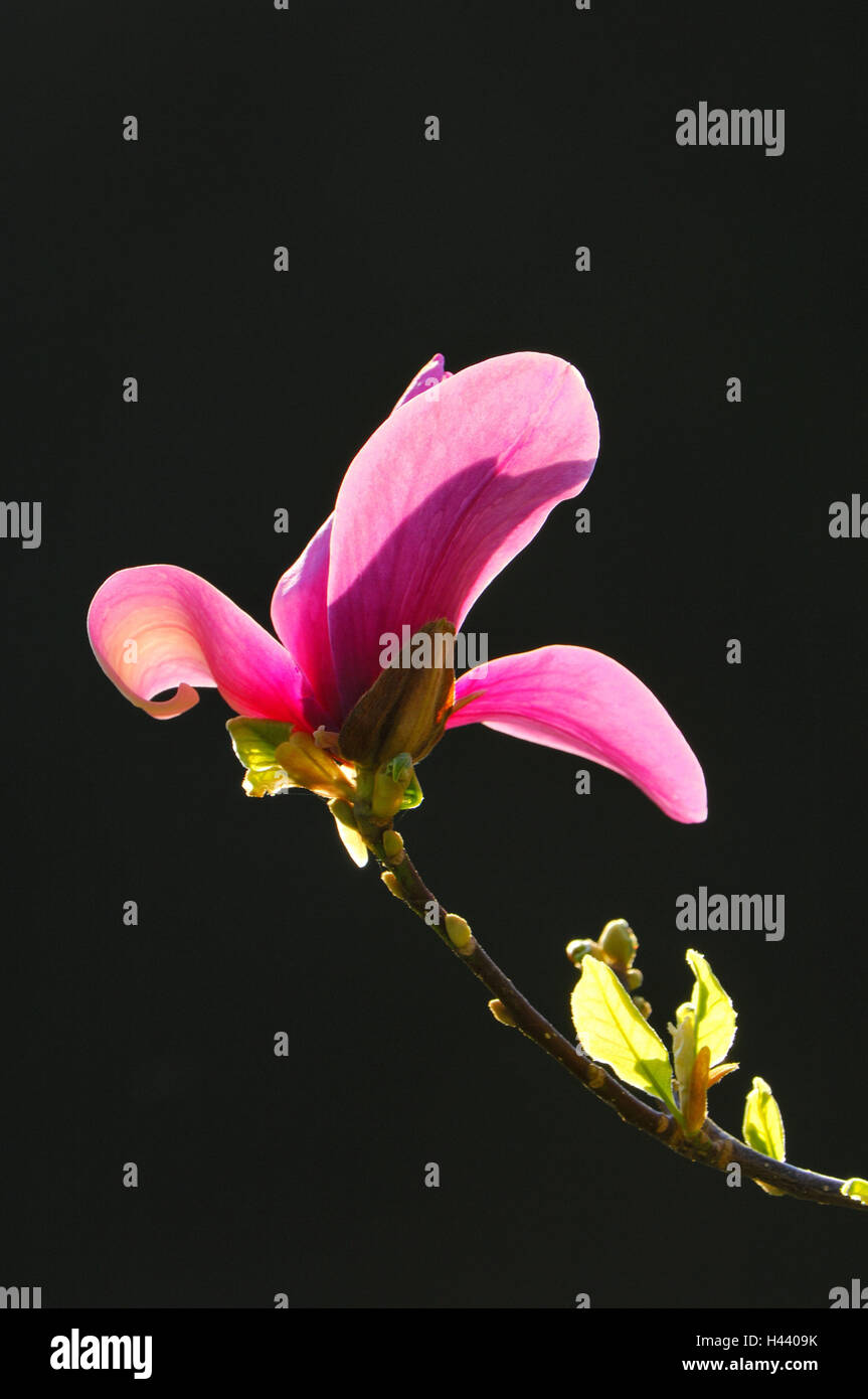 Magenta magnolia, Magnolia liliiflora, blossom, detail Stock Photo - Alamy