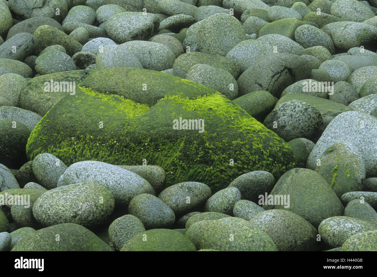 Beach, stones, moss, detail Stock Photo - Alamy