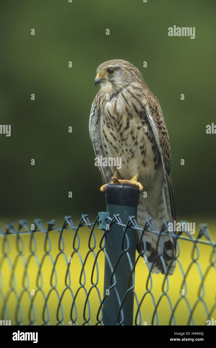 Kestrel, Falco tinnunculus, fence, sit, side view Stock Photo - Alamy