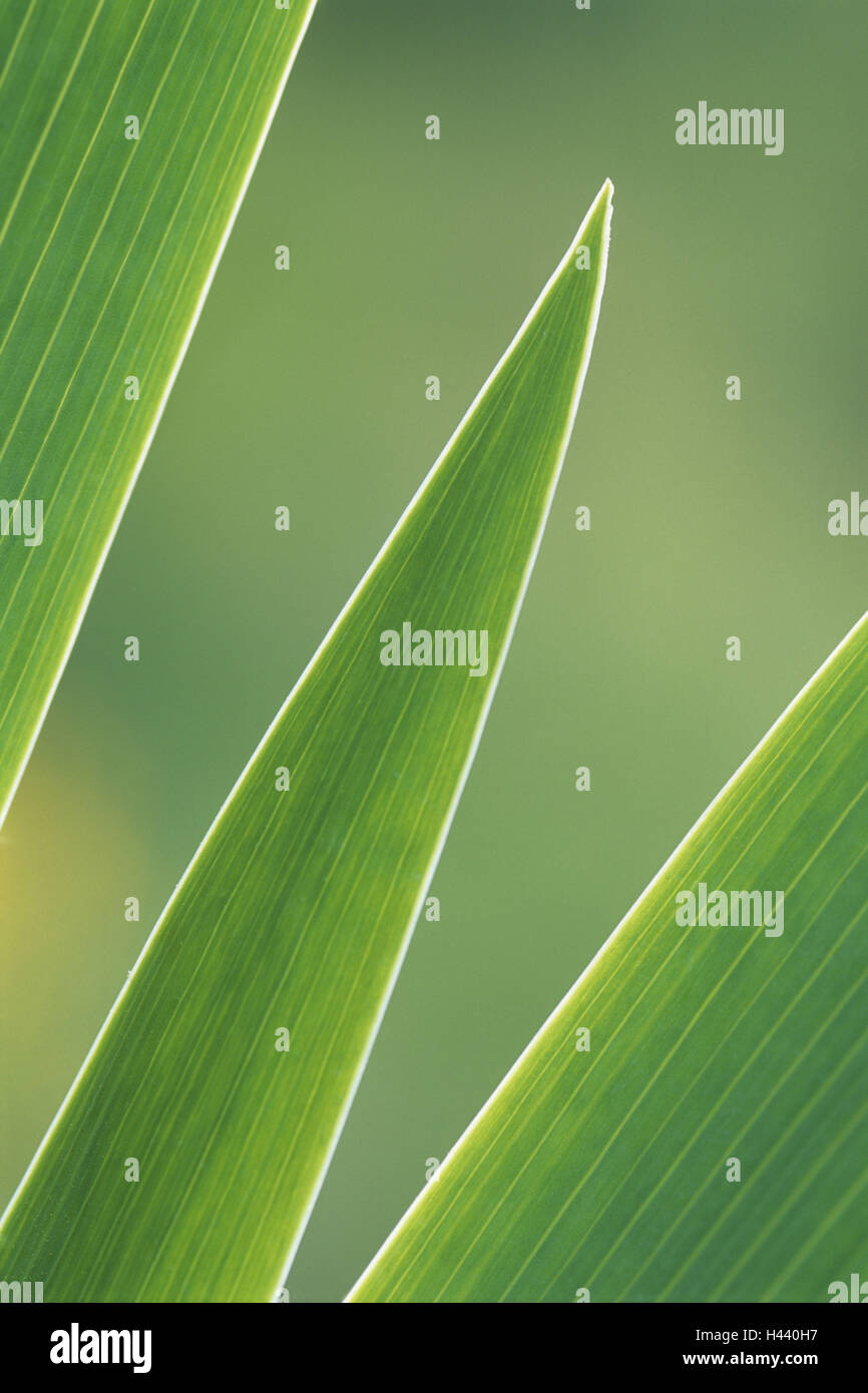 Iris leaves hi-res stock photography and images - Alamy