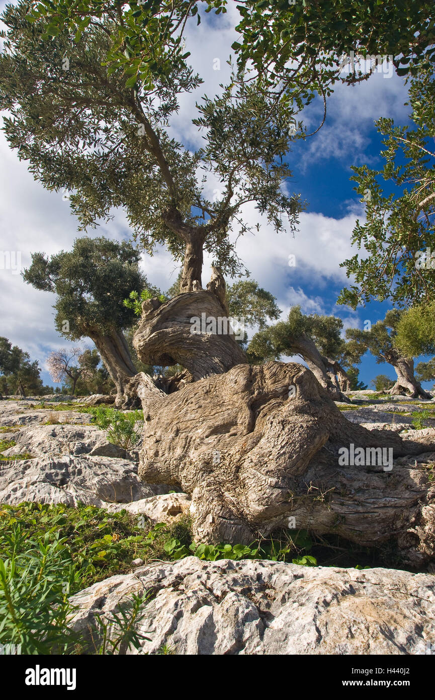 Spain, island Majorca, Serra de Tramuntana, Deia, olive grove, the ...