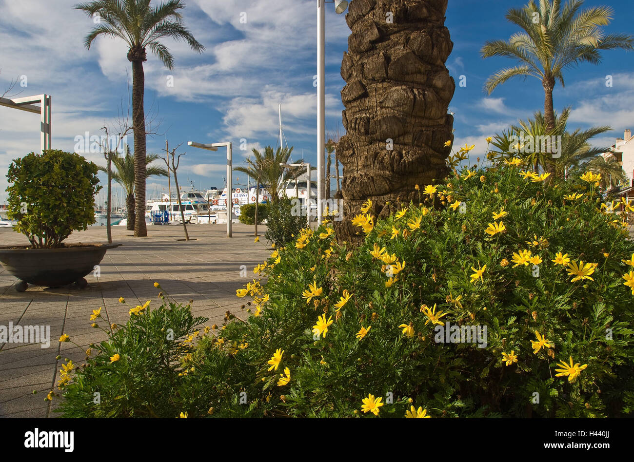 Spain, Majorca, Punta d'Alcudia, harbour promenade, palms, the Balearic ...